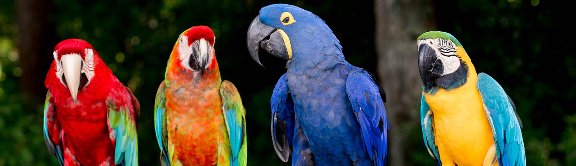 Bird Vet Cascade - Emergency Exotic Avian Vet Near Me