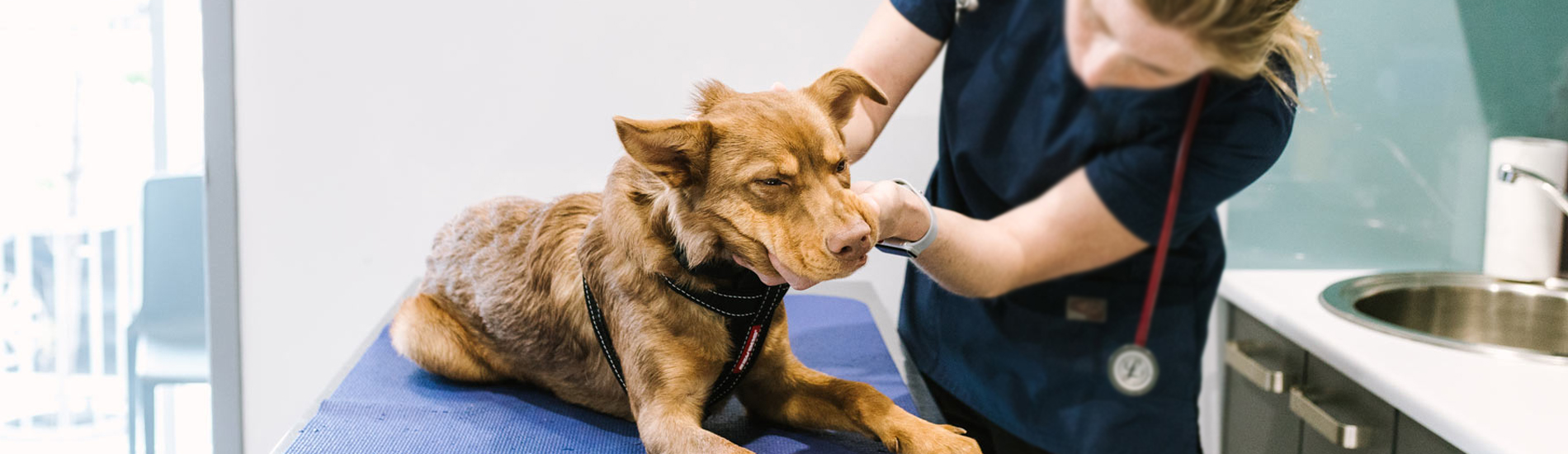 Emergency Vet Timonium 24 Hour Emergency Vet Near Me